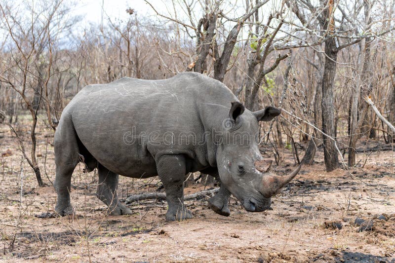 White Rhinoceros Bull in a Game Reserve Stock Image - Image of nature ...