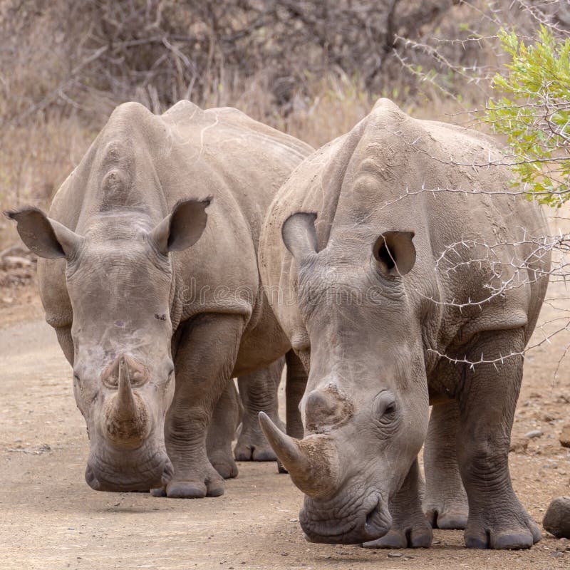 White Rhinoceros Ceratotherium Simum Stock Photo - Image of ...