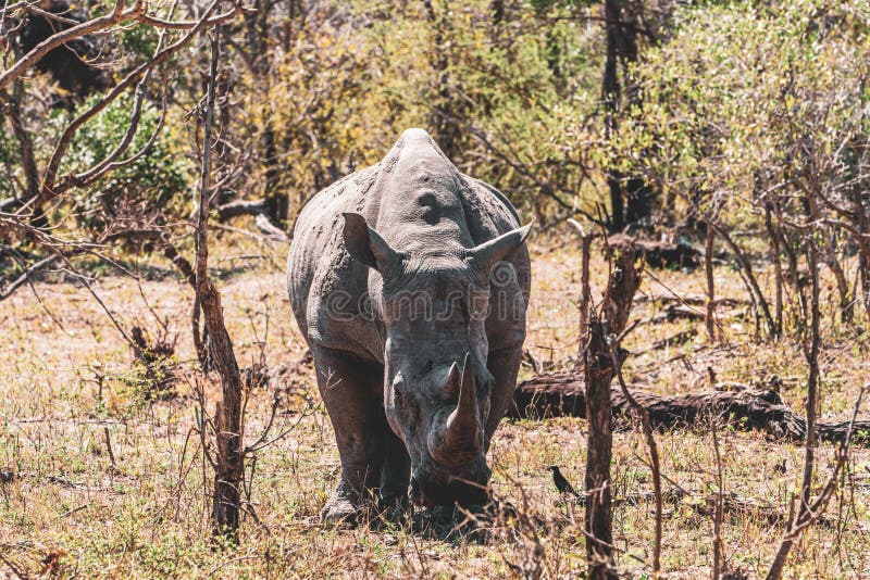 White Rhinoceros Ceratotherium Simum Stock Image - Image of ...