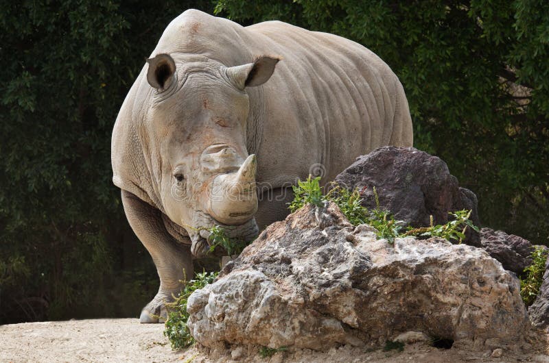 White Rhinoceros Ceratotherium Simum Stock Photo - Image of park ...