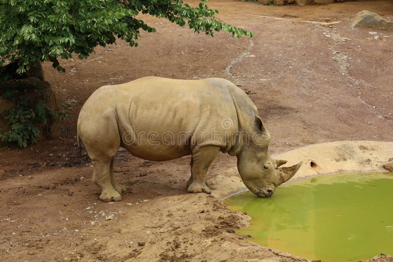 White Rhinoceros Drinking Dirty Water Stock Image - Image of natural ...