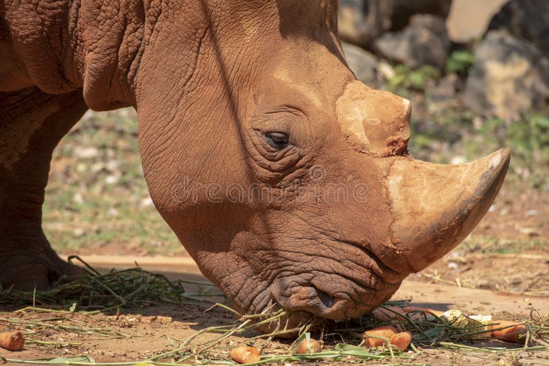 White Rhinoceros is Eating Food Stock Image - Image of landscape, male ...