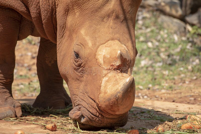 White Rhinoceros is Eating Food Stock Photo - Image of horn, food ...