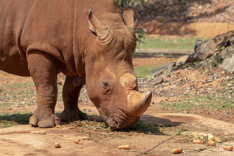 White Rhinoceros is Eating Food Stock Image - Image of landscape, male ...