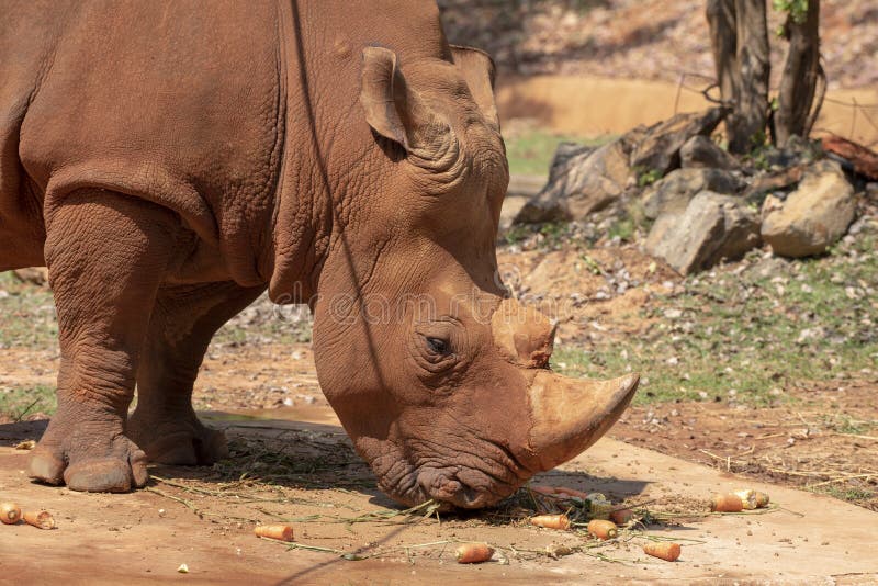 White Rhinoceros is Eating Food Stock Image - Image of horn, food ...