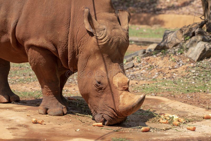White Rhinoceros is Eating Food Stock Image - Image of safari, animal ...