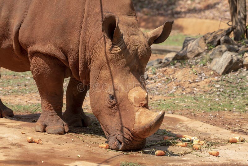 White Rhinoceros is Eating Food Stock Image - Image of eating, simum ...