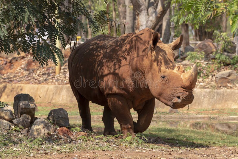 White Rhinoceros is Eating Food Stock Photo - Image of south, simum ...