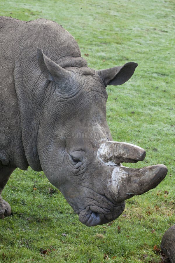 White Rhino Running stock image. Image of grey, horn - 31627205