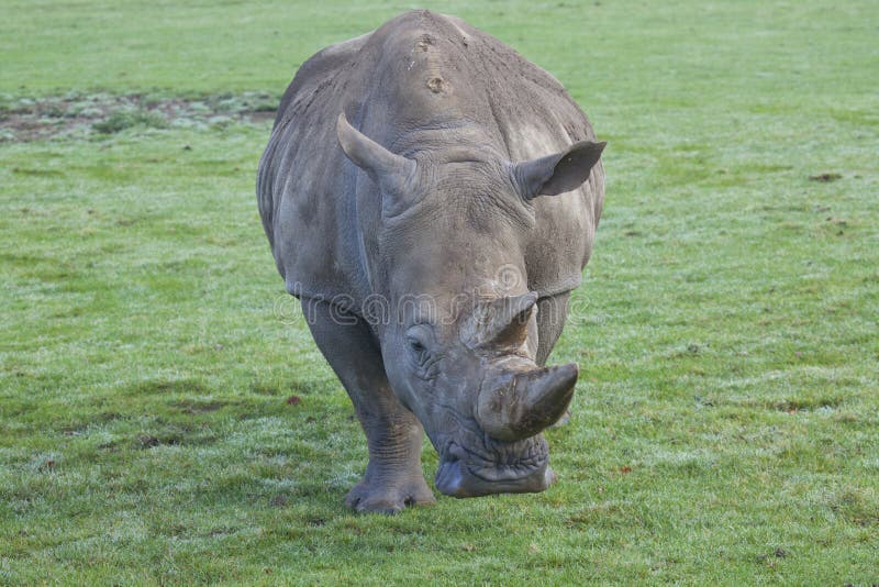 White Rhino Running stock image. Image of grey, horn - 31627205