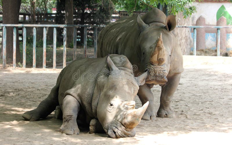 White rhinoceros stock photo. Image of africa, herbivores - 91832918