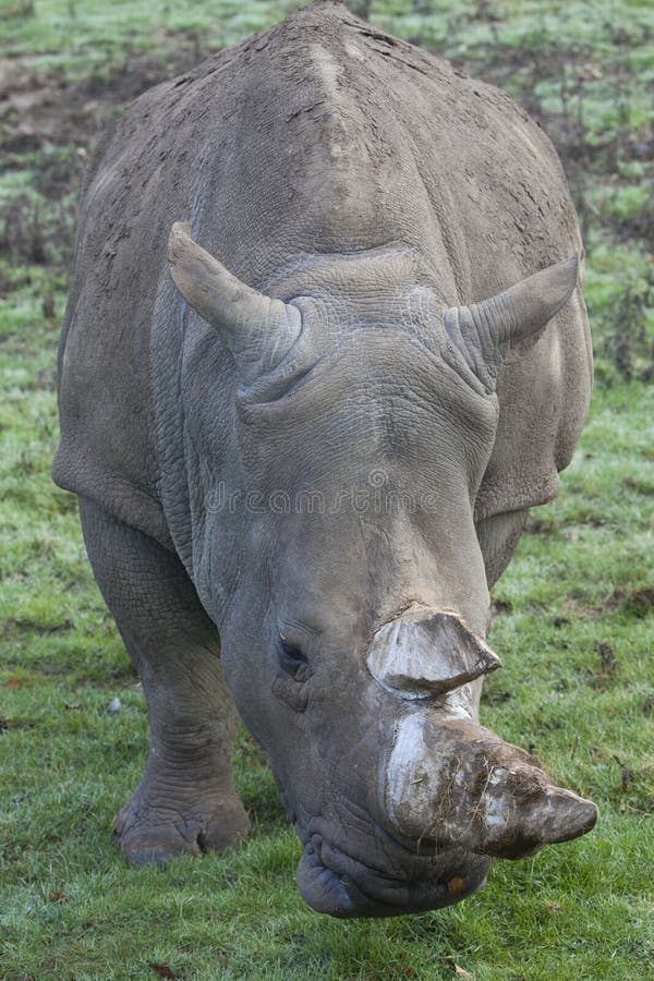 White Rhino Running stock image. Image of grey, horn - 31627205