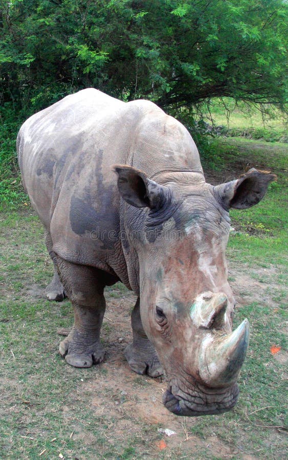 White rhinoceros stock photo. Image of mouth, endangered - 90534260