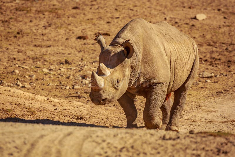 White Rhinoceros stock image. Image of rhinoceros, wild - 112444829