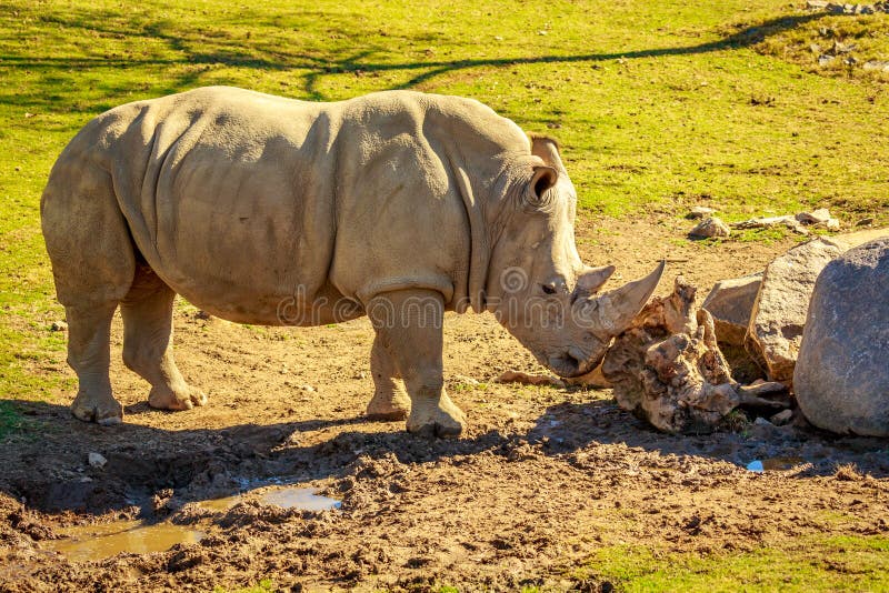White Rhinoceros stock photo. Image of color, ceratotherium - 112445032