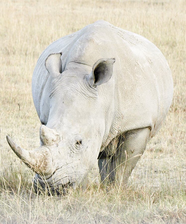 White Rhinoceroses stock image. Image of square, rhinoceros - 12601201