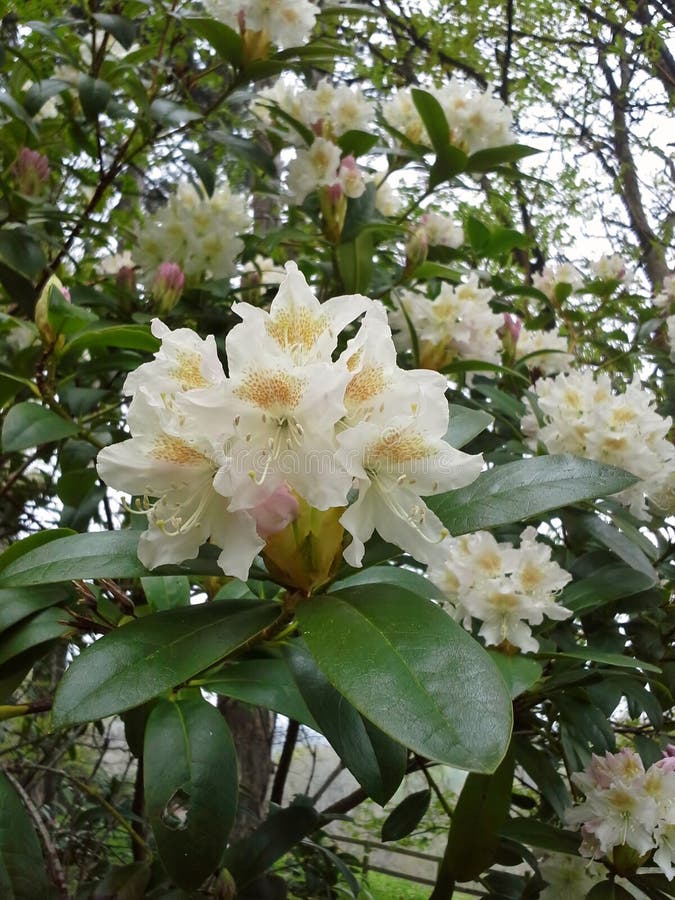 White Rhododendron Bush stock image. Image of leaf, spring - 93825949