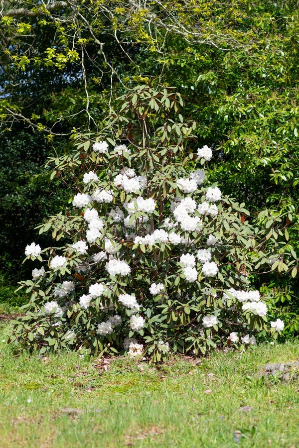 White Rhododendron Azalea Flowers on Bush with Evergreen Leaves. White ...