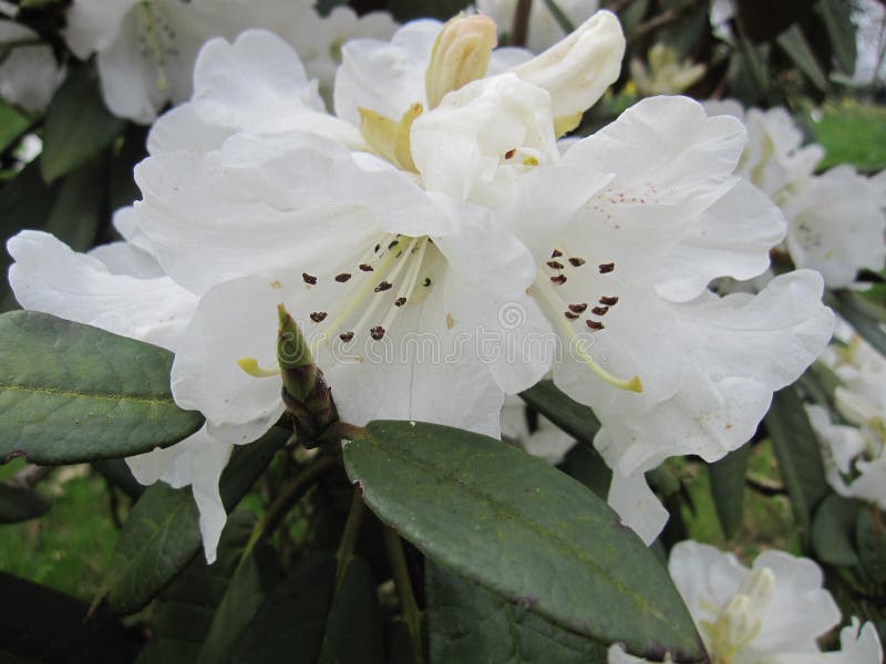 White Spring Blooms stock photo. Image of leaves, flowers - 114588372