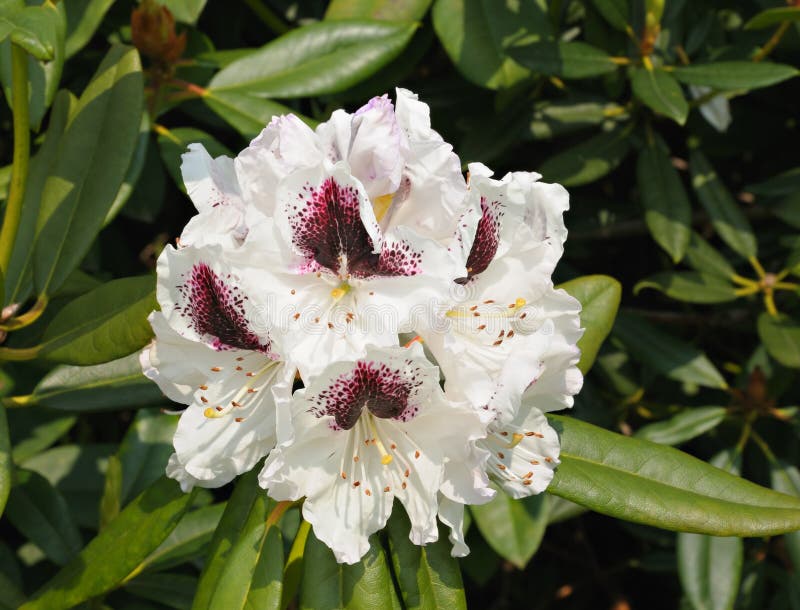 White Rhododendron Flowers in Spring Stock Photo - Image of stamen ...