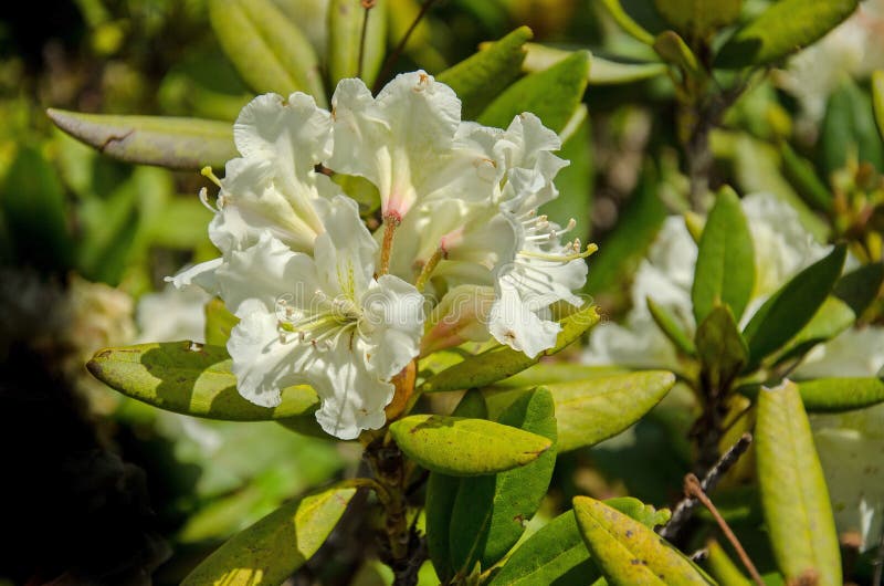 White rhododendrons stock image. Image of white, nature - 61754305