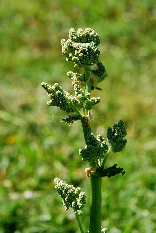 Rhubarb flower stock photo. Image of person, botanical - 48757788