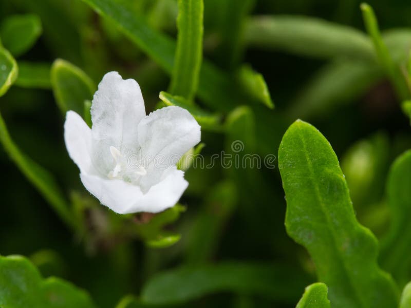 The White Ribbon Flower stock photo. Image of ribbon - 80957944