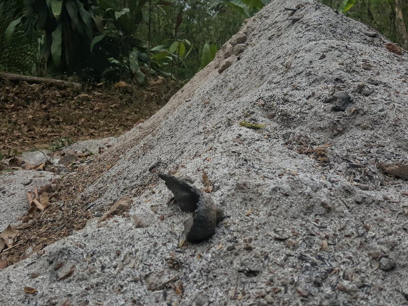 White Rice Bran Burning Ashes Stock Photo - Image of rice, burning ...