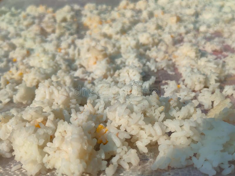 White Rice that is Dried in the Sun because it Will Be Processed into a ...