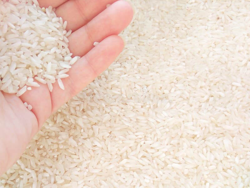 Rice in hand stock image. Image of nature, life, farm - 53562561