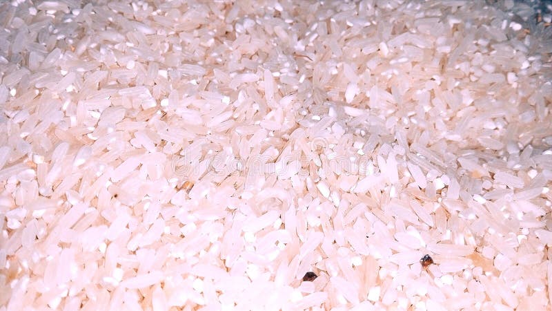 The White Rice that I Photographed Stock Image - Image of food, baking ...