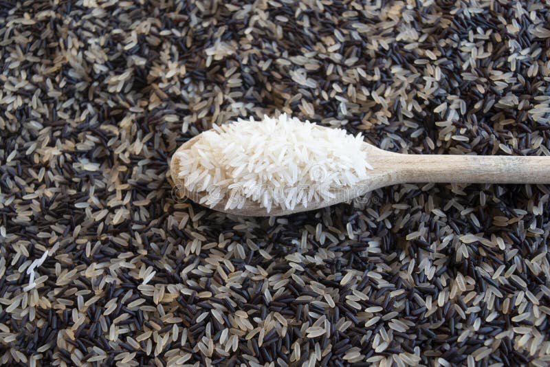 White Rice on a Layer of Black Rice Stock Image - Image of venere ...
