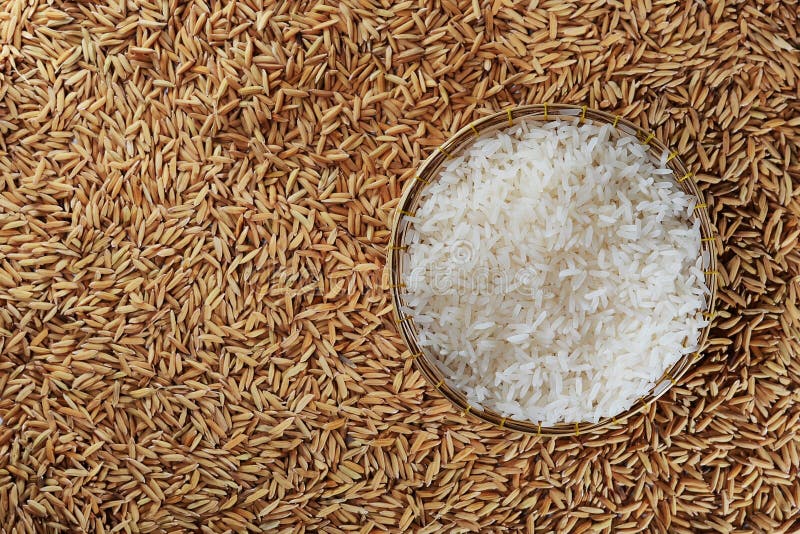 White rice and paddy stock image. Image of collect, full - 59824393