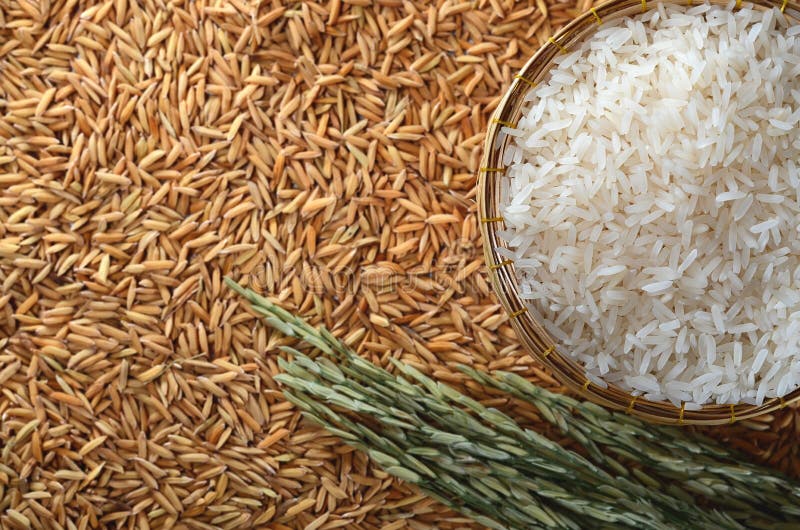 White rice and paddy stock image. Image of burlap, cultivation - 59824569