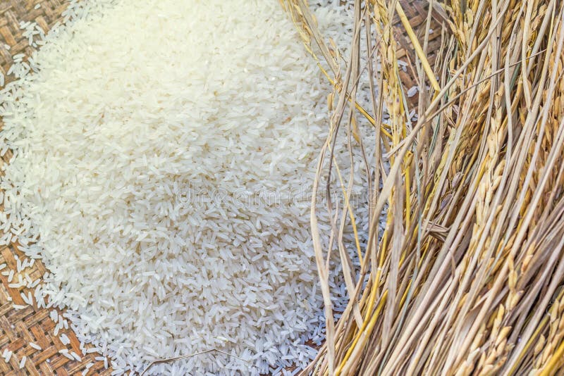 White Rice and Pile of Paddy on the Bamboo Plate. Stock Photo - Image ...