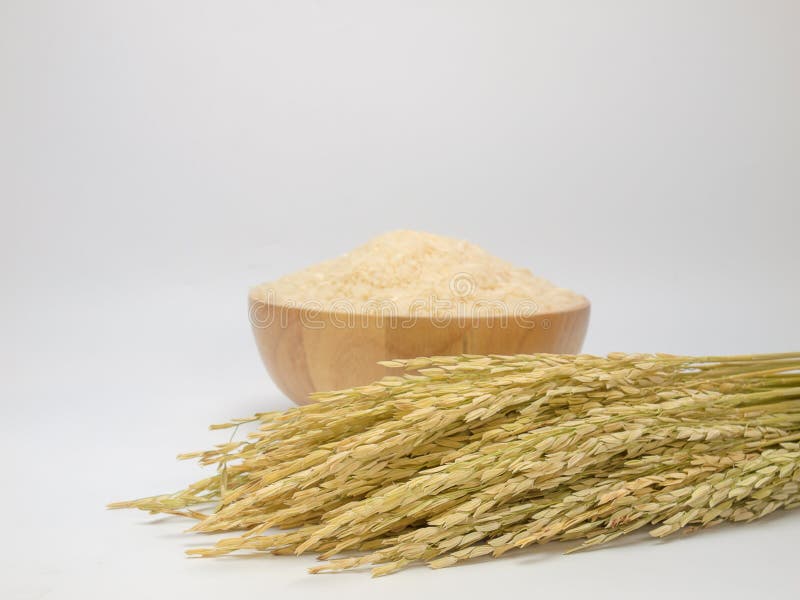 White Rice Plants and Rice Grains Stock Photo - Image of nature ...