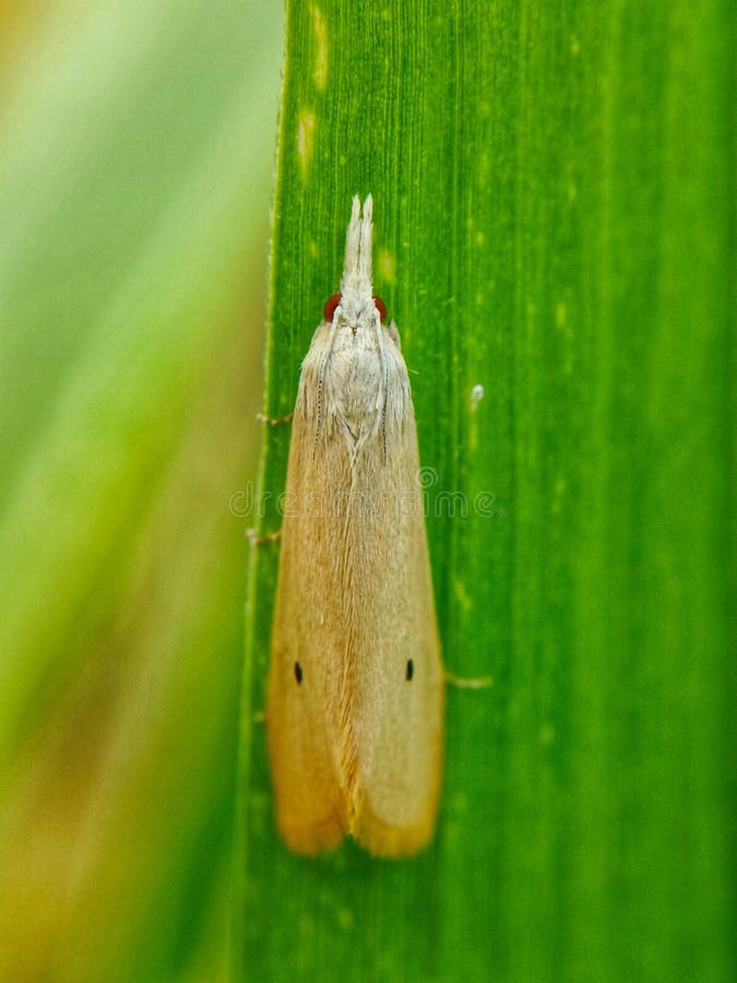 White rice stem borer moth stock image. Image of rice - 339491979