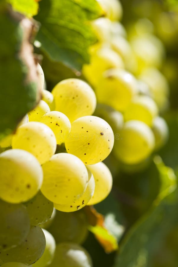 White Riesling Wine Grapes in the Vineyard Stock Photo - Image of ...