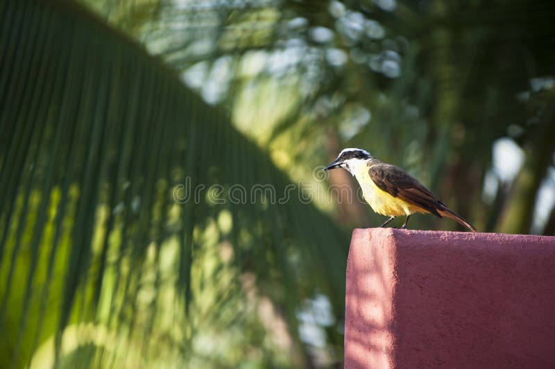 White -ringed Flycatcher stock photo. Image of conopias - 35453118