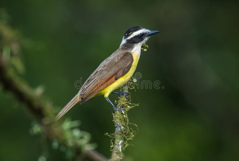 White-ringed Flycatcher stock photo. Image of yellow - 91829892