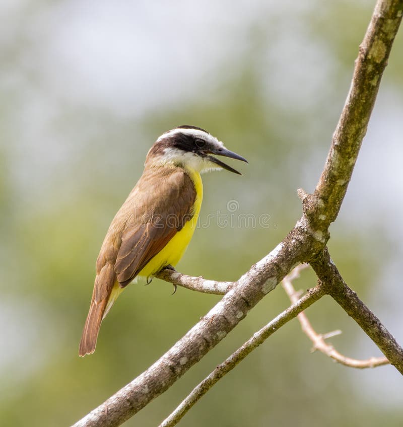 White-ringed Flycatcher stock photo. Image of outdoors - 111349208