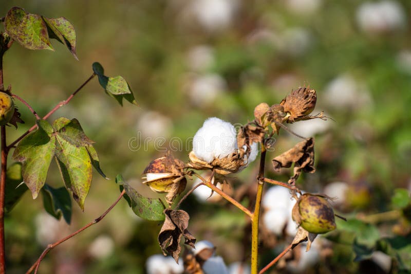 White Ripe Cotton Crop Plants Rows in the Cotton Field Stock Image ...