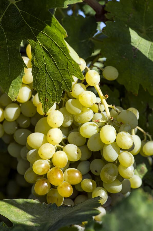 The grapes branch stock photo. Image of grape, summer - 108653148