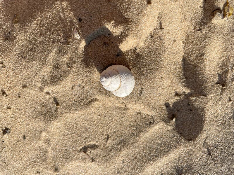 White River Shell on the Sand on the Beach Under the Bright Summer Sun ...