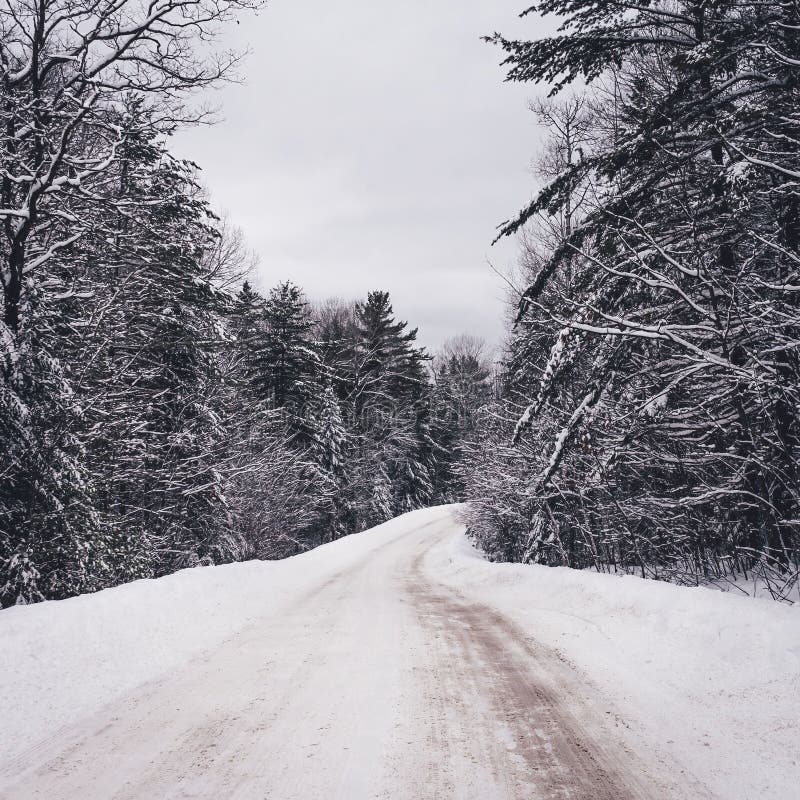 White Road Surrounded by Snow-covered Trees. Algonquin Provincial Park ...