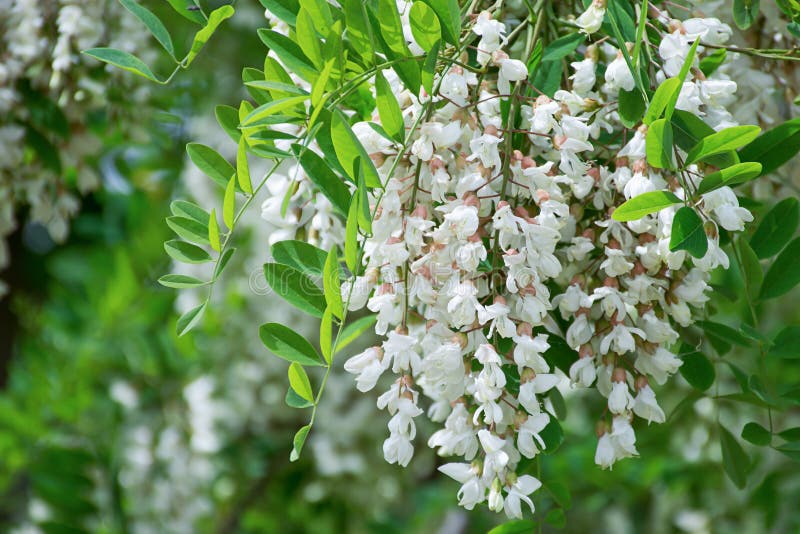 White Robinia Pseudoacacia Tree, False Acacia, Black Locust Plant Stock ... White Robinia Pseudoacacia Tree, False Acacia, Black Locust Plant Stock ...