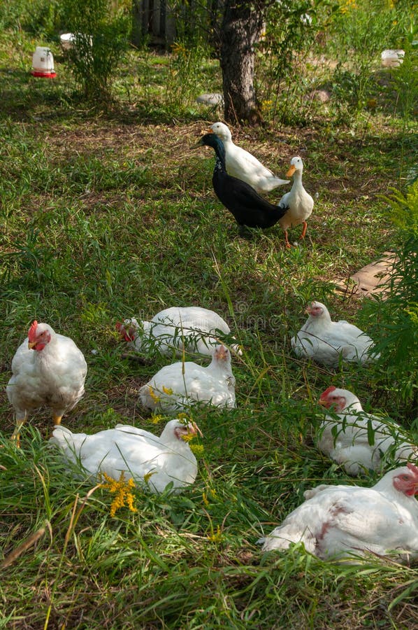 White Rock Chickens with Three Indian Runner Ducks in the Grass during ...