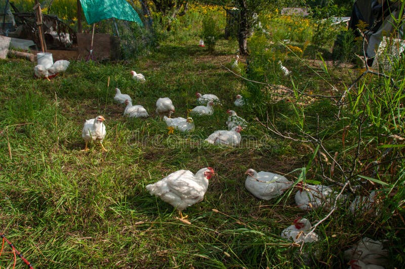 White Rock Chickens with Three Indian Runner Ducks in the Grass during ...