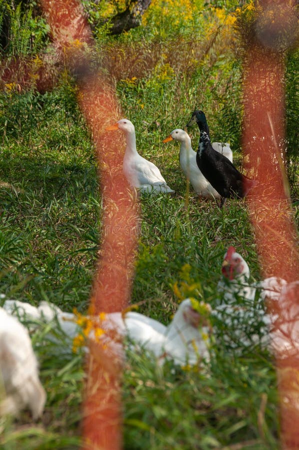 White Rock Chickens and Three Indian Runner Ducks Outside on the Grass ...