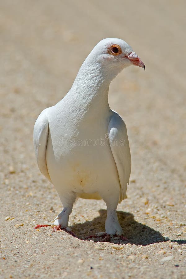 White Rock Pigeon stock image. Image of wings, gotland - 25307321